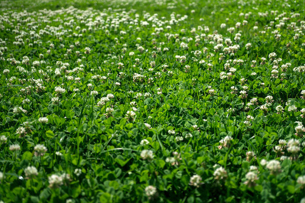 When Is The Best Time To Plant Clover? – Frigid Forage