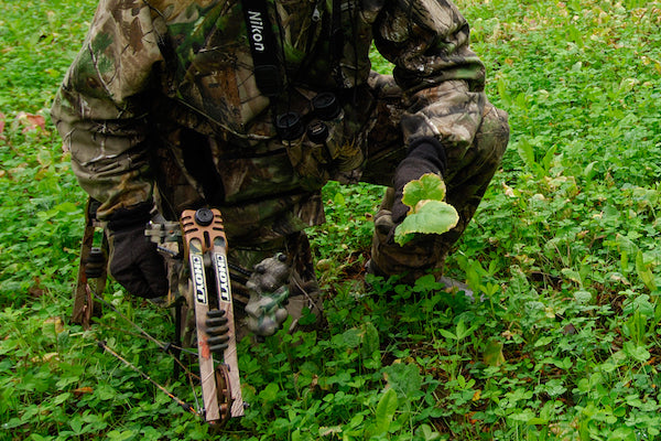How to fix yellowing leaves in Big n Beasty – Frigid Forage