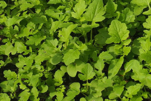 Should You Plant Green Manure Cover Crops? – Frigid Forage