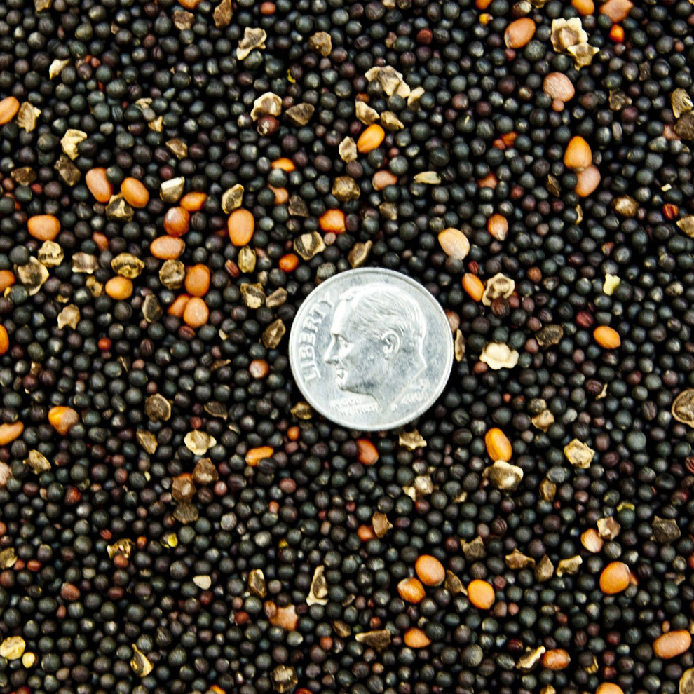 Big-N-Beasty Brassica Blend for Hunting Plots | Frigid Forage