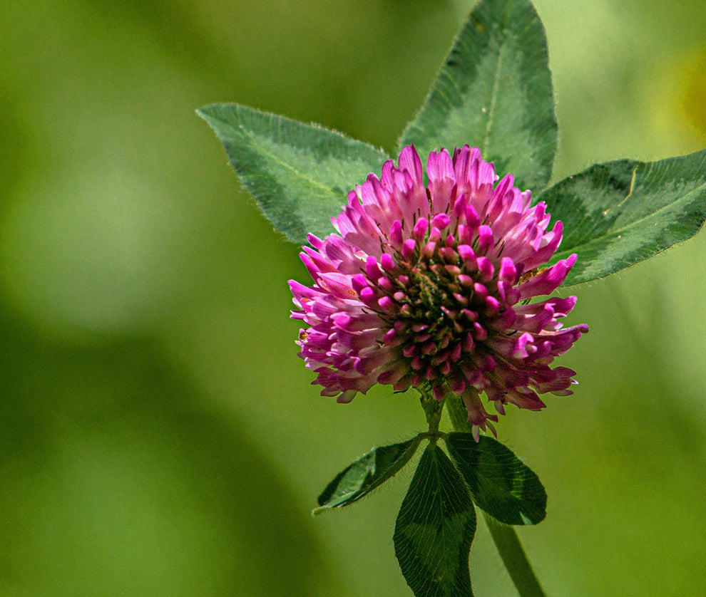 Bottomland Clover for Wet Areas | Reliable Perennial Food Plot Seed ...